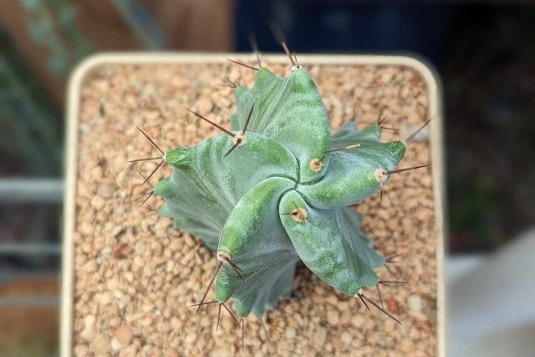 Stenocereus Pruinosus 'Gray Ghost Organ Pipe Cactus'