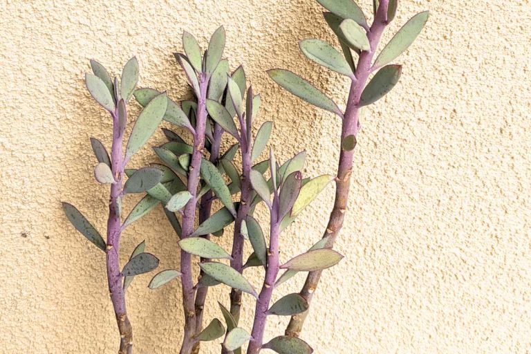 Senecio Crassissimus 'Vertical Leaf Senecio' Or 'Lavender Steps': A ...