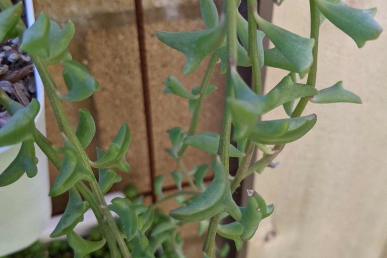 'String Of Dolphins' Senecio Peregrinus: A Comprehensive Succulent Care ...