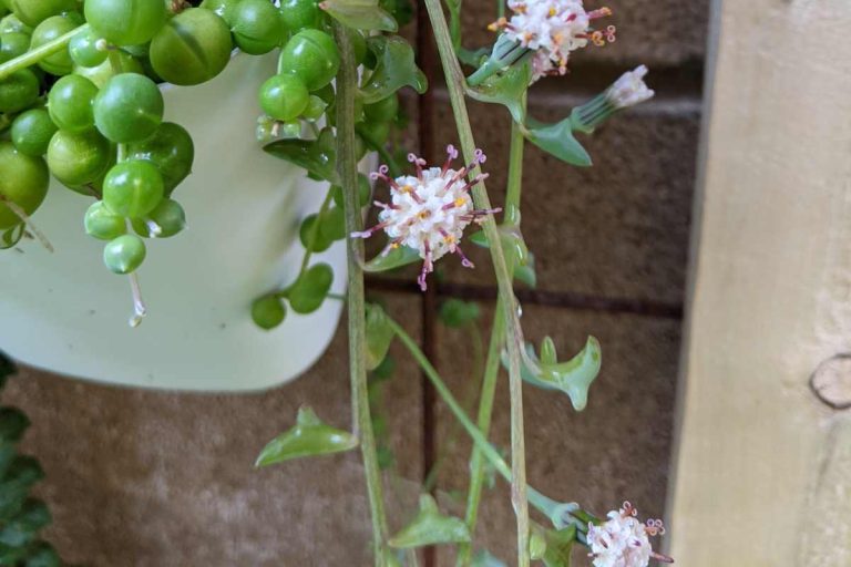 'String Of Dolphins' Senecio Peregrinus: A Comprehensive Succulent Care ...