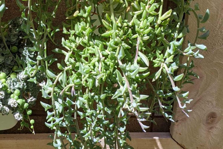 'String Of Dolphins' Senecio Peregrinus: A Comprehensive Succulent Care ...