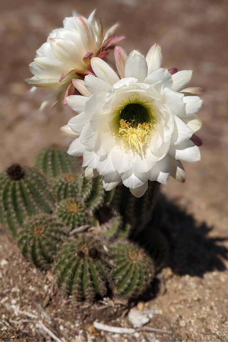 Exploring Cactus Roots: An Important Part Of Their Survival In The ...