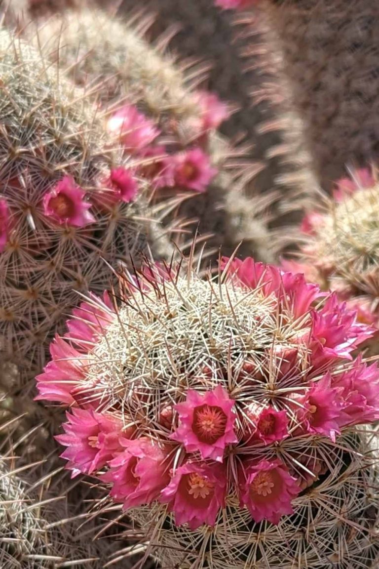 When Do Cactus Bloom: A Guide To Understanding Cactus Flowering