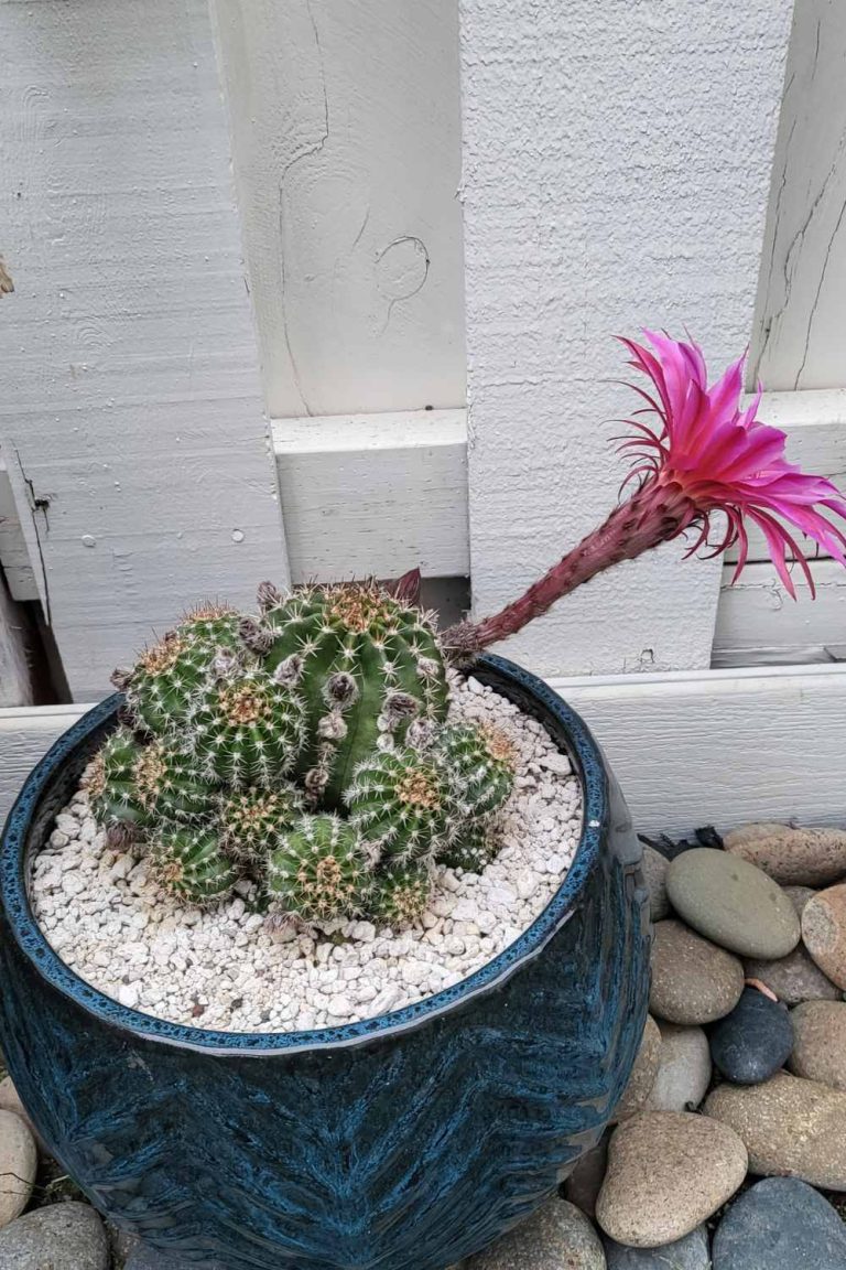 When Do Cactus Bloom: A Guide To Understanding Cactus Flowering
