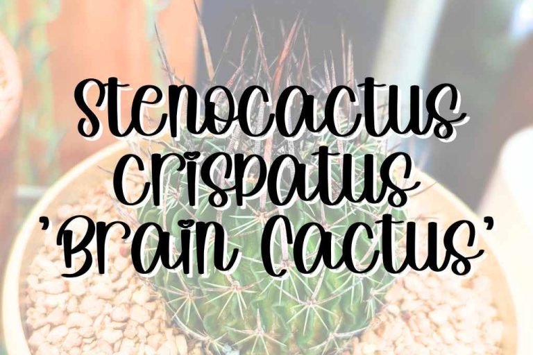 Stenocactus Crispatus 'Brain Cactus'