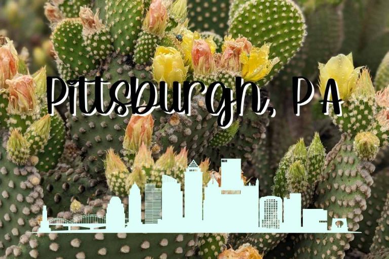 Exploring The USDA Growing Zone Of Pittsburgh, PA And Best Succulents ...