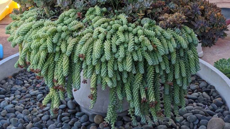 Sedum Morganianum ‘Burro’s Tail’: A Comprehensive Succulent Care Guide