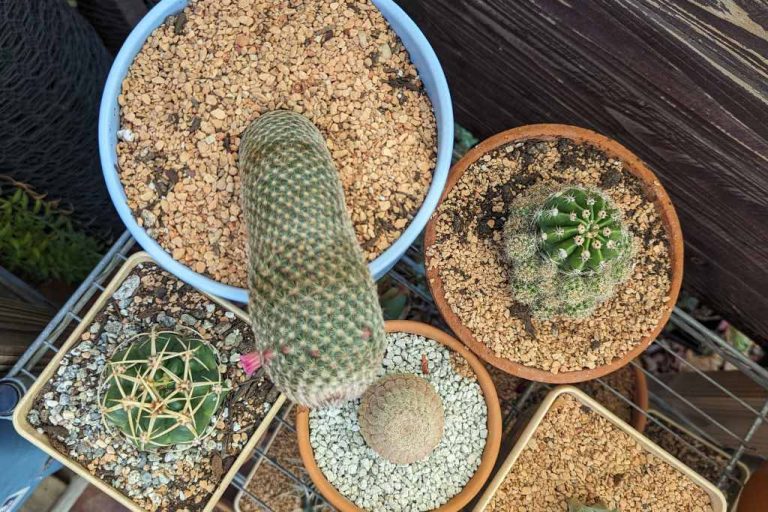Mammillaria Matudae 'Thumb Cactus'