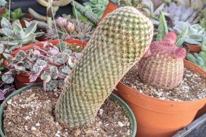 Mammillaria Matudae 'Thumb Cactus'