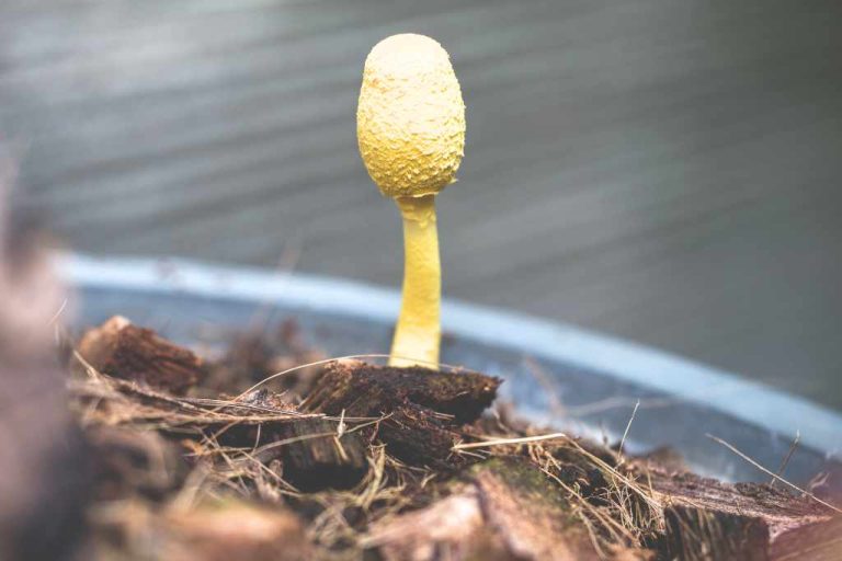 Understanding Mushrooms In Succulent And Cactus Pots