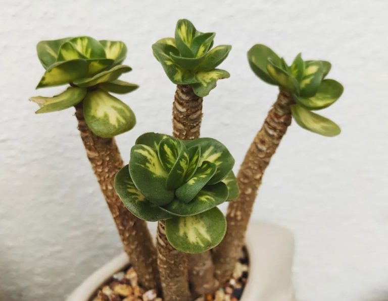 Portulaca Molokiniensis 'Ihi'