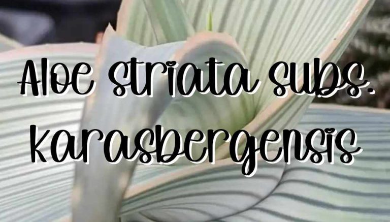 Aloe Striata Subs. Karasbergensis