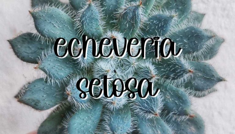 Echeveria Setosa 'Mexican Firecracker'