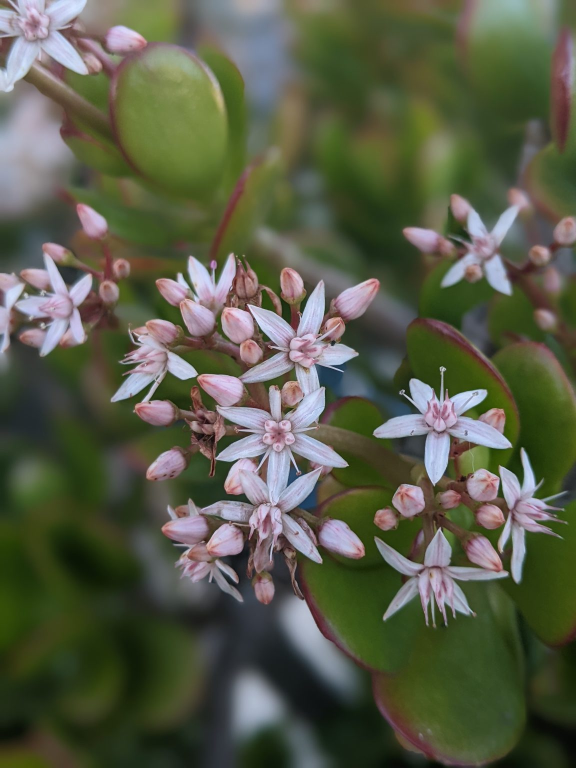 'Jade Plant' Crassula Ovata: A Comprehensive Succulent Care Guide