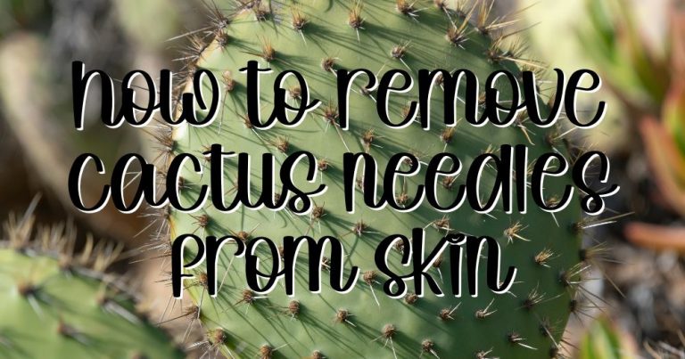 How To Get Cactus Needles Out Of Skin Easily