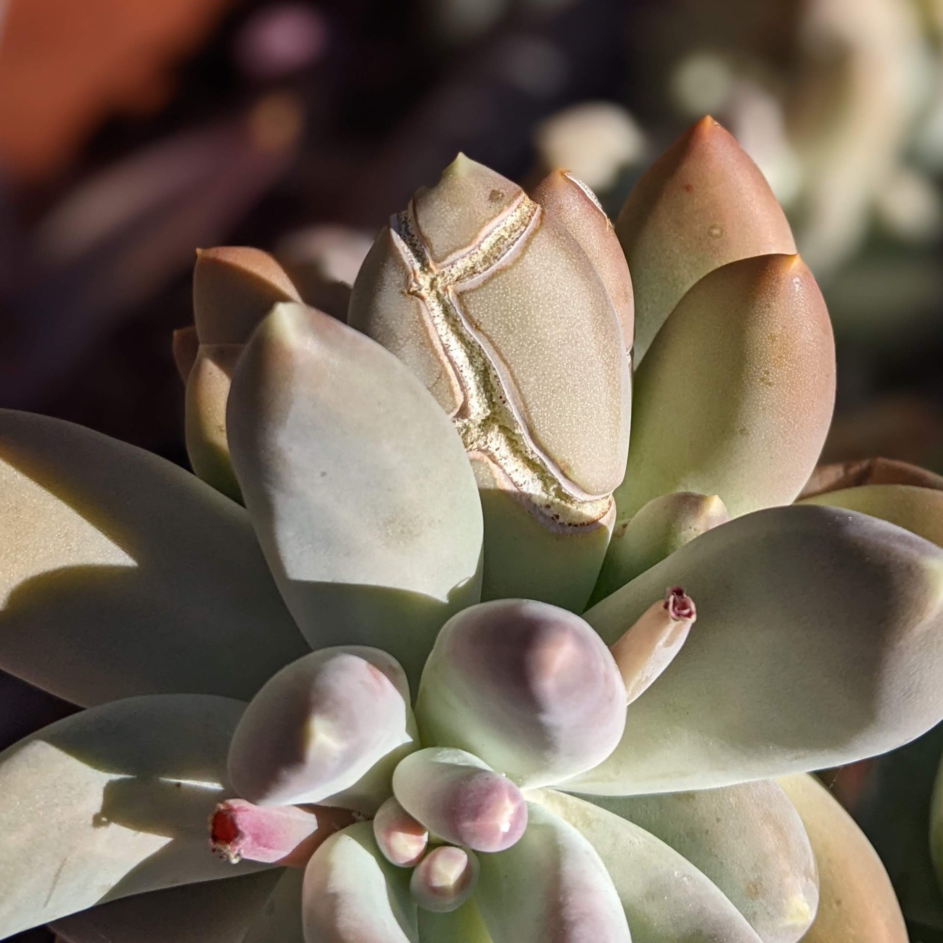 Why Are My Succulent Leaves Splitting? Causes And Easy Solutions